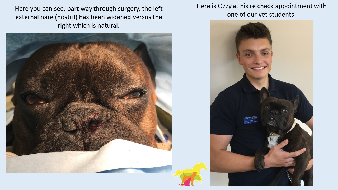Ozzy – Brachycephalic Obstructive Airway Syndrome (BOAS) surgery ...